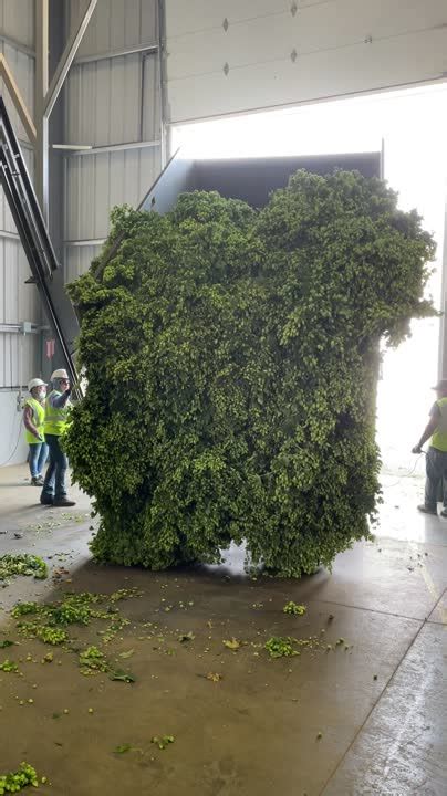 Kyle Seifert On Linkedin Hop Harvest 2022 In The Yakima Valley