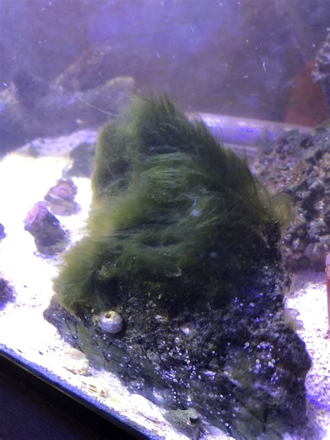 Green Hair Algae Can I Keep It Reef2reef