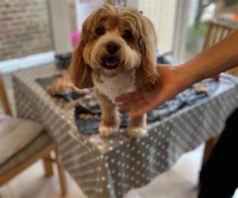 Best Brush For A Cavapoo Top Picks We Love Doodles