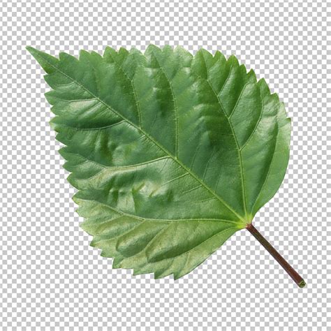 Premium Psd Fresh Green Hibiscus Leaf Isolated Rendering