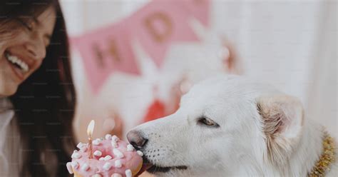 개 생일 파티 분홍색 화환과 장식의 배경에 촛불이 있는 생일 도넛을 물어뜯는 귀여운 개 사랑스러운 흰색 스위스 양치기 개 첫 번째 생일을 축하하는 행복한 젊은 여자 사진