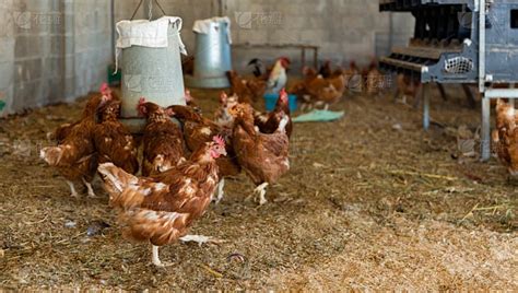 一群鸡在鸡舍里走着吃着素材 花瓣网
