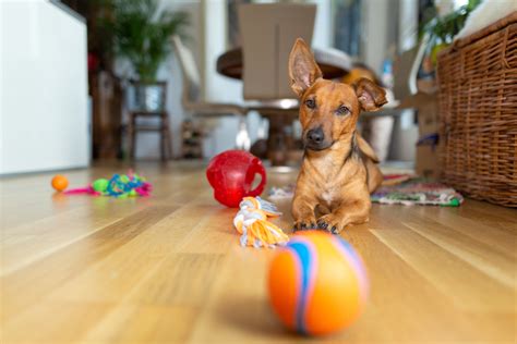 Dogs Playing