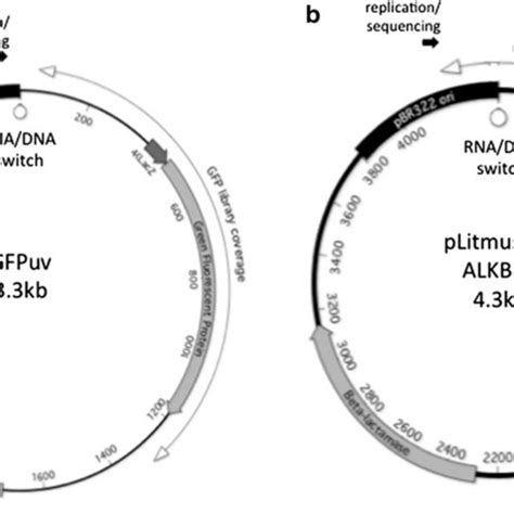 Sequence Coverage The Sequence Coverage For The Two Libraries Download Scientific Diagram
