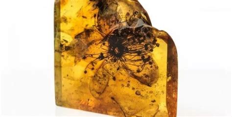 Ученые раскрыли тайну самого большого цветка в янтаре возрастом в почти 40 млн лет фото