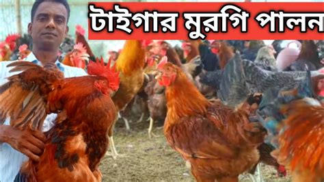 টাইগার মুরগি পালন করে সফলতা অর্জন করেছেন ময়মনসিংহের সৌদি ফেরত আল আমিন ভাই।tigers Murgi Farming
