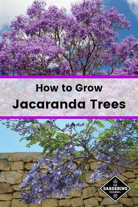 What Does A Young Jacaranda Tree Look Like At Randall Maupin Blog