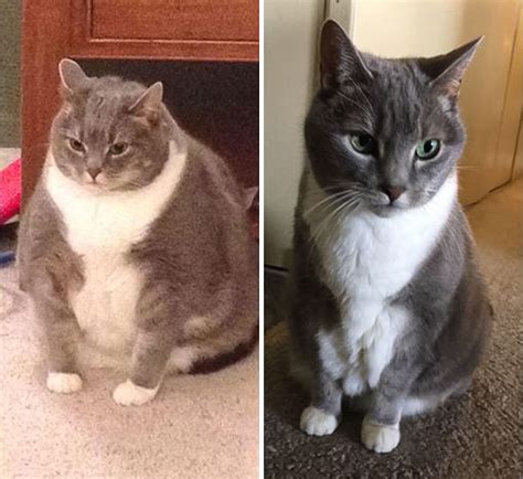 This Cats Amazing Weight Loss Transformation
