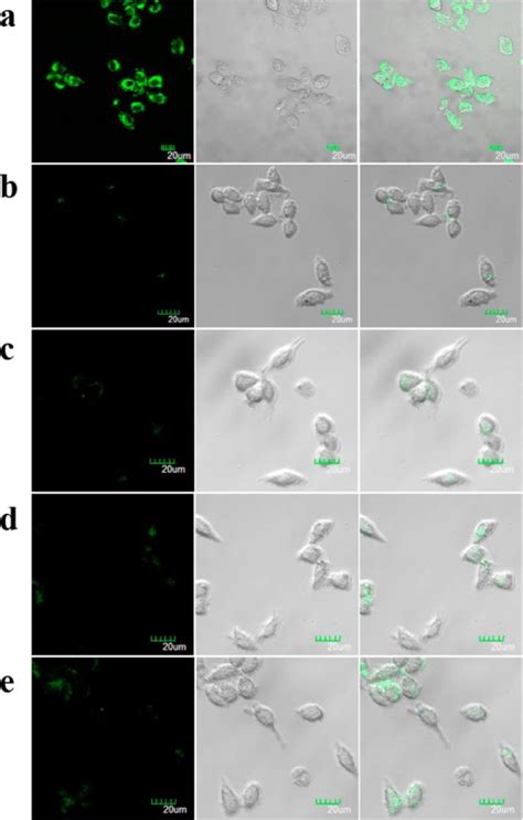 Dna Dendrimer An Efficient Nanocarrier Of Functional Nucleic Acids For