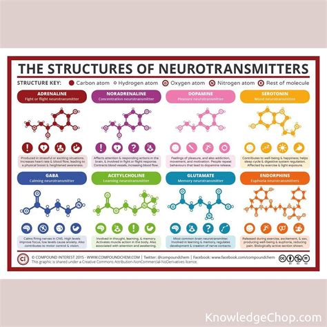 Guide To Neurotransmitters 🥷 Knowledge Ninja