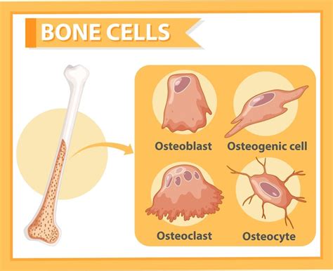 Anatomie Des Cellules Osseuses Humaines Vecteur Gratuite