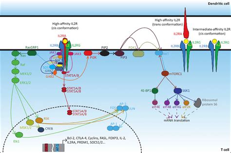 Figure 2 From Effects Of Interleukin 2 In Immunostimulation And Immunosuppression Semantic Scholar