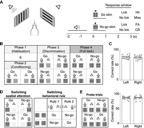 An Inferior Superior Colliculus Circuit Controls Auditory Cue Directed