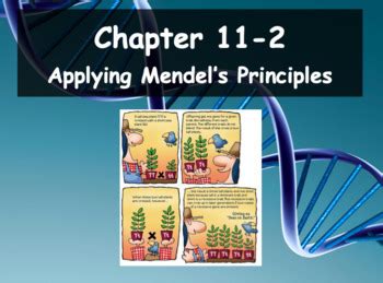 Biology Chapter 11 Introduction To Genetics Powerpoints And Guided Notes