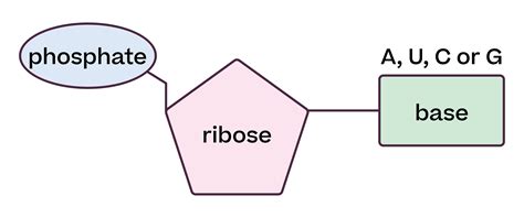 Is Dna And Rna Nucleic Acids At Janna Altieri Blog
