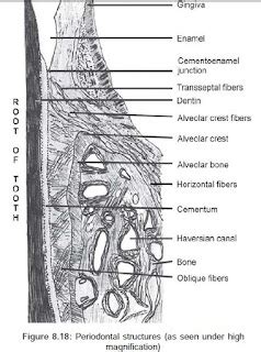 Periodontal Ligament Anatomy And Structure L Oral Histology And