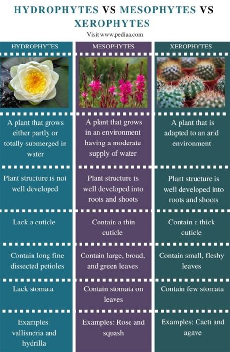 Difference Between Hydrophytes Mesophytes And Xerophytes Hydrophyte