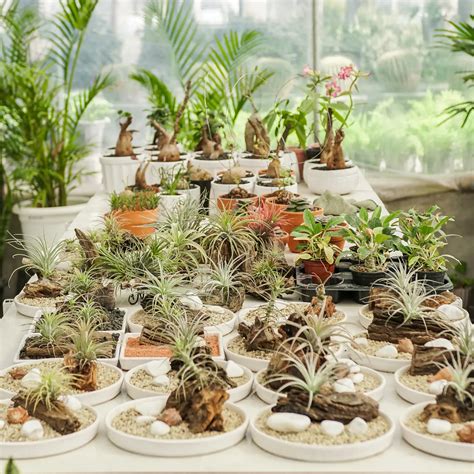 ‎حامد برخورداری گیاهان خاص‎ ‎باغ بزرگ فروش بنسای گوانجو‎ Instagram