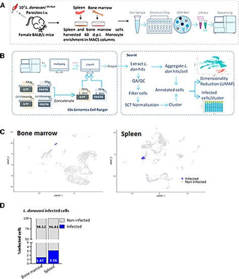 Dual ScRNA Seq Analysis Reveals Rare And Uncommon Parasitized Cell Populations In Chronic L