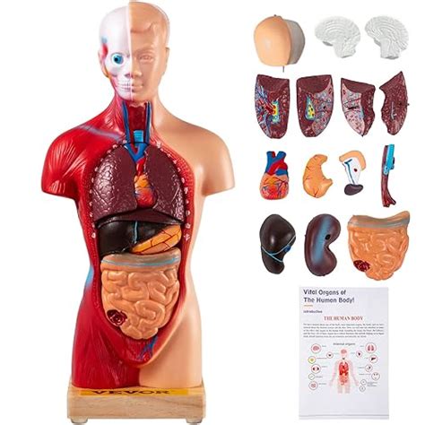 Vevor Modelo De Cuerpo Humano 15 Piezas Modelo De Anatomía Humana De