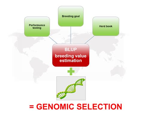 Breeding Value Estimation Grmanagement Gmbh