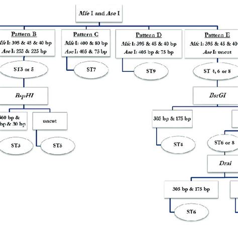 Flow Chart For Subtype Differentiation Of Blastocystis Spp By Pcr Rflp