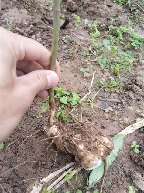 湖北省恩施土家族苗族自治州农民深山挖出一窝巨型黄精苗能卖1000元