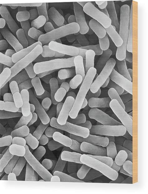 What Is Lactobacillus Bulgaricus