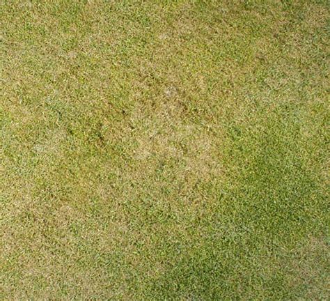 Bacterial Decline Of Creeping Bentgrass Center For Turfgrass Science