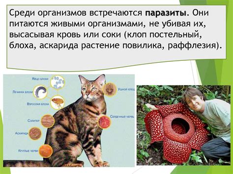 Процессы жизнедеятельности живых организмов 5 класс презентация онлайн