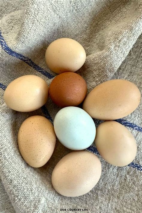 The Egg Float Test A Simple Way To Check The Freshness Of Your Eggs Our Country Life How To