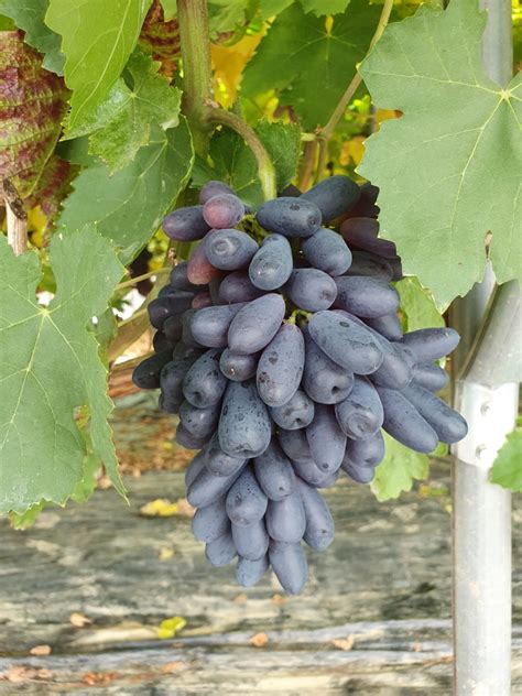 블랙사파이어 판매 가지포도 판매 손가락포도 판매 네이버 블로그