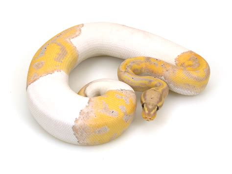 Banana Piebald Markus Jayne Ball Pythons