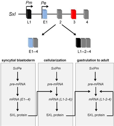 Sex Determination In Insects A Binary Decision Based On Alternative Splicing Abstract