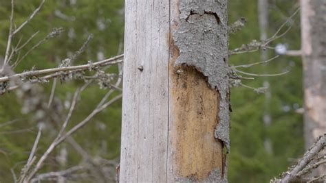 Stack Beetle Stock Video Footage 4k And Hd Video Clips Shutterstock