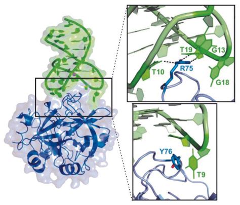 Dna Protein Interaction Chemhelp