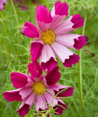 Types Of Cosmos 15 Beautiful Varieties To Grow 2026