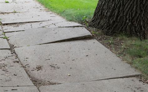 Root Barrier Installation Southern Pines Tree Service