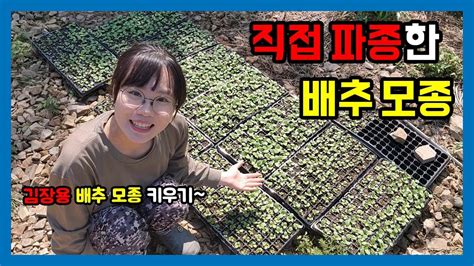 배추 씨앗 1000립 파종해서 직접 만든 김장용 배추 모종 키우기 Youtube