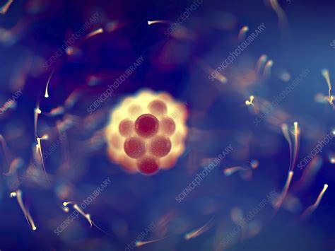 Atomic Structure Conceptual Illustration Stock Image F Science Photo Library