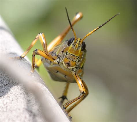 Grasshopper The Biggest Animals Kingdom