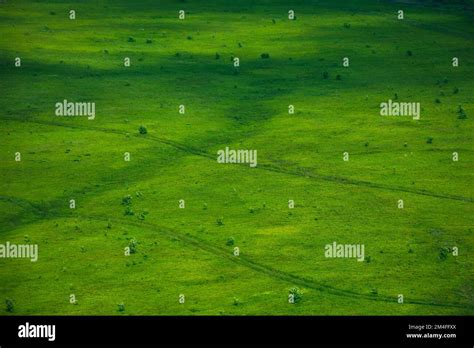 Green Grass Natural Background Texture Mountain Hillside In Dappled