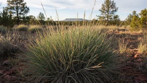 Arizona Fescue Festuca Arizonica Growing Guide Neighborbrite