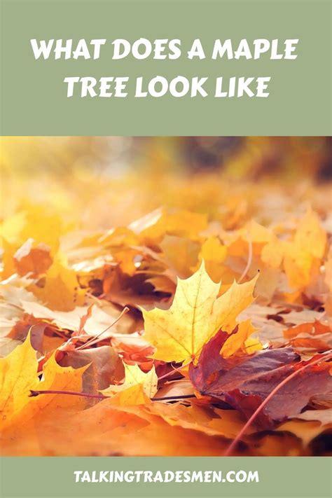 Talking Tradesmen On Linkedin What Does A Maple Tree Look Like Talking Tradesmen