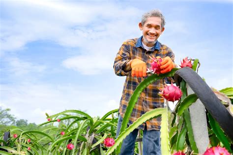 Growing And Caring For Dragon Fruit