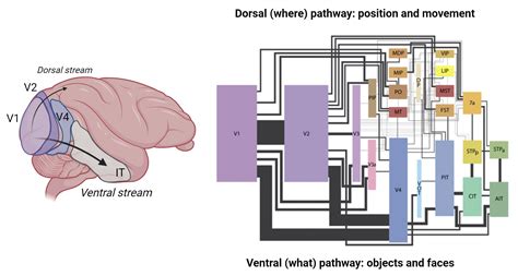 6 6 Extrastriate Cortex Social Sci Libretexts
