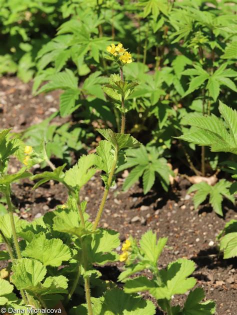 Geum Macrophyllum • Floraveg Eu