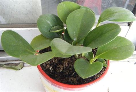 想要給臥室里養一盆綠植我來給你推薦一款它的名字叫做豆瓣綠 每日頭條