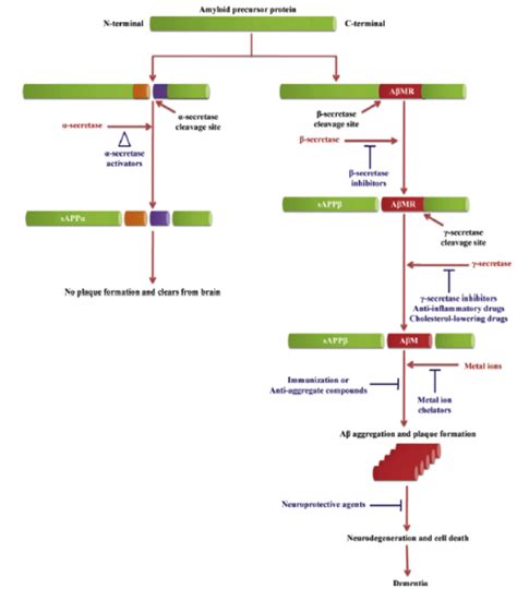 Amino Acid Sequence Of Human Amyloid Beta 1 42 Peptide A 1 42 And