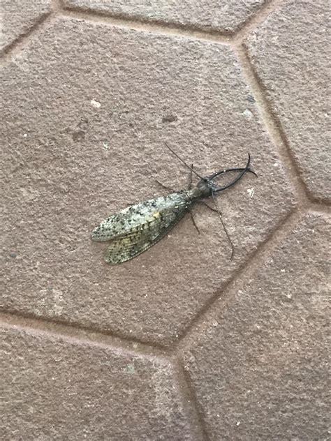 Found In Va R Whatsthisbug